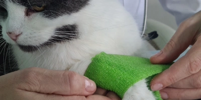 Cat First Aid, CPR and Emergency Care - Online CPD Training